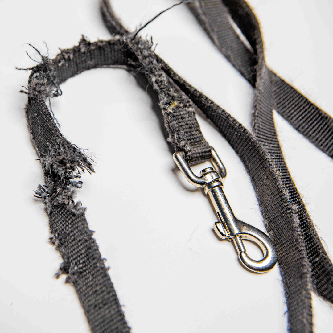 Our Story | How The Forever Leash Came To Be | Carmella & Rose